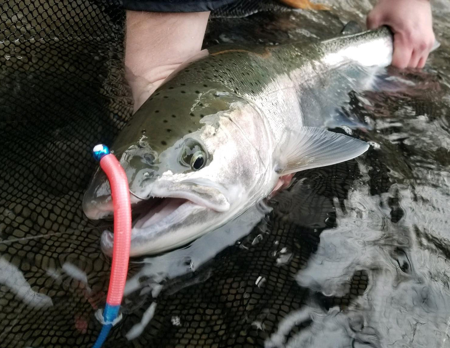 Brand NEW Addicted Steelhead Worms! – Addicted Fishing