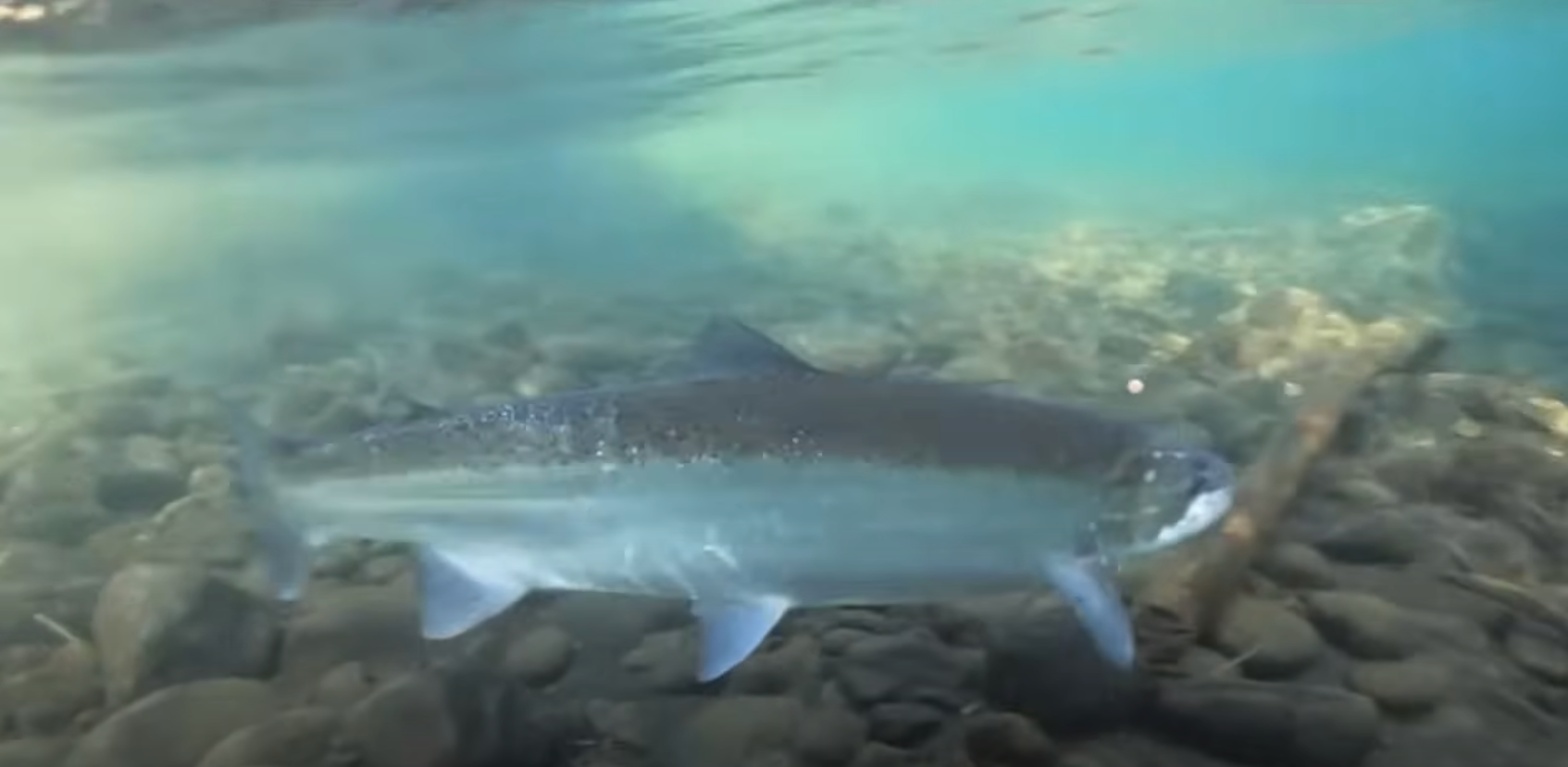 BEAD Fishing For Steelhead, EVERYTHING You Need To Know! (101 & Advanc ...