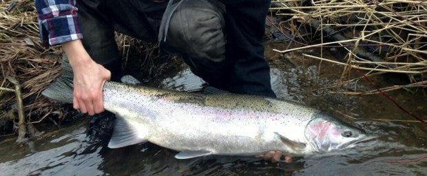 3 Rules for Handling Steelhead – Addicted Fishing